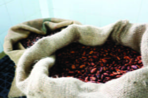 About Monggo | Chocolate Monggo