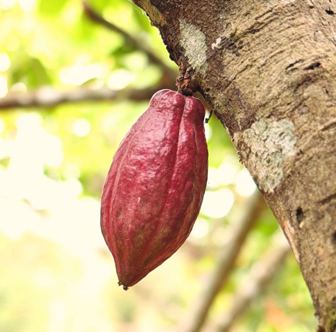 What’s Happening with Cacao Market Nowadays? – Chocolate Monggo